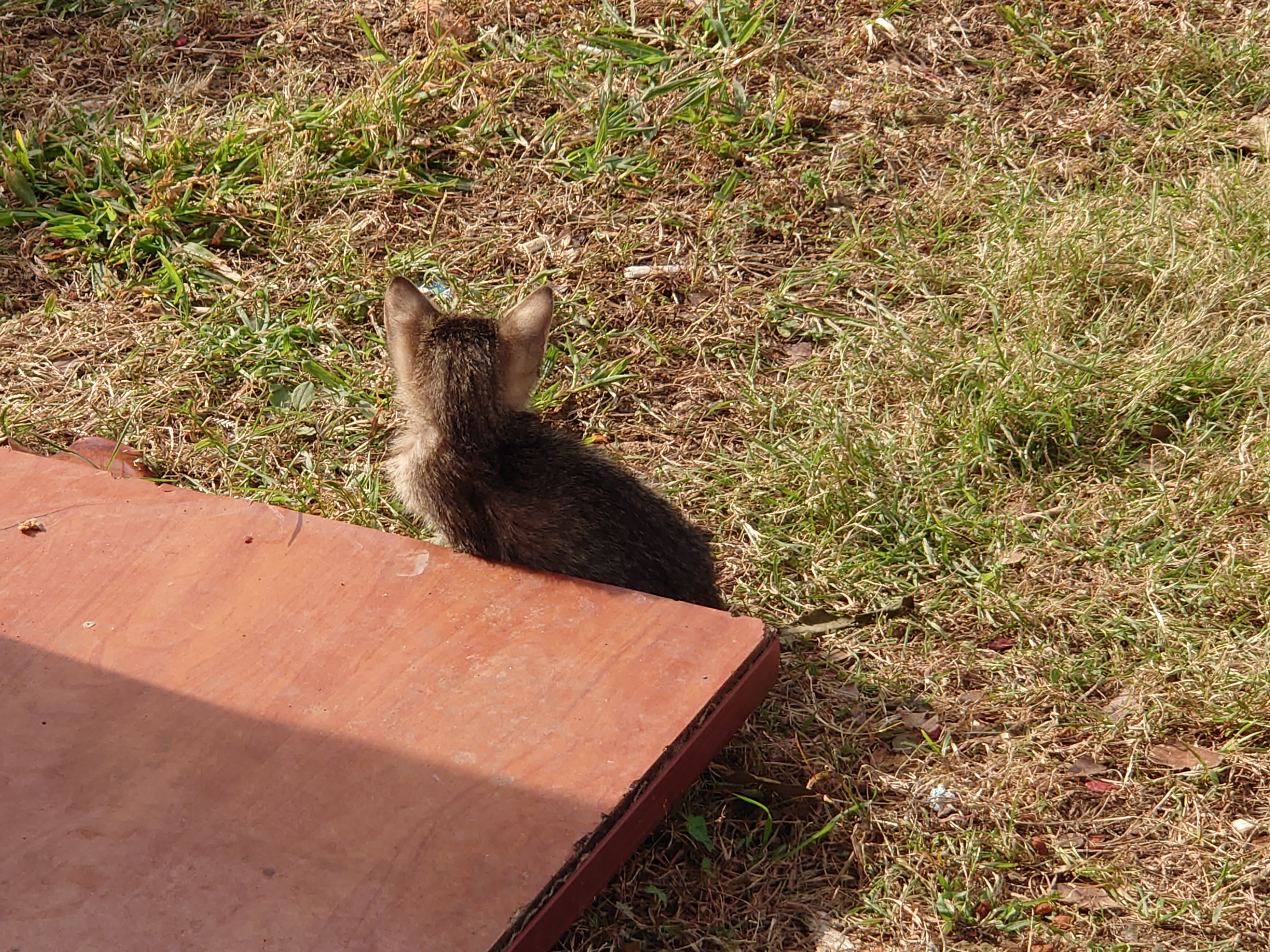 ICANN81の会場「イスタンブールコングレスセンター」の近くの幹線道路沿いにあった猫ちゃんハウス - 中澤祐樹ブログ