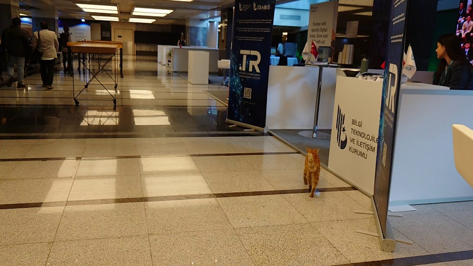 ICANN81イスタンブールの会場ICC（イスタンブールコングレスセンター）内の地下2階に侵入する茶トラ猫 - 中澤祐樹ブログ