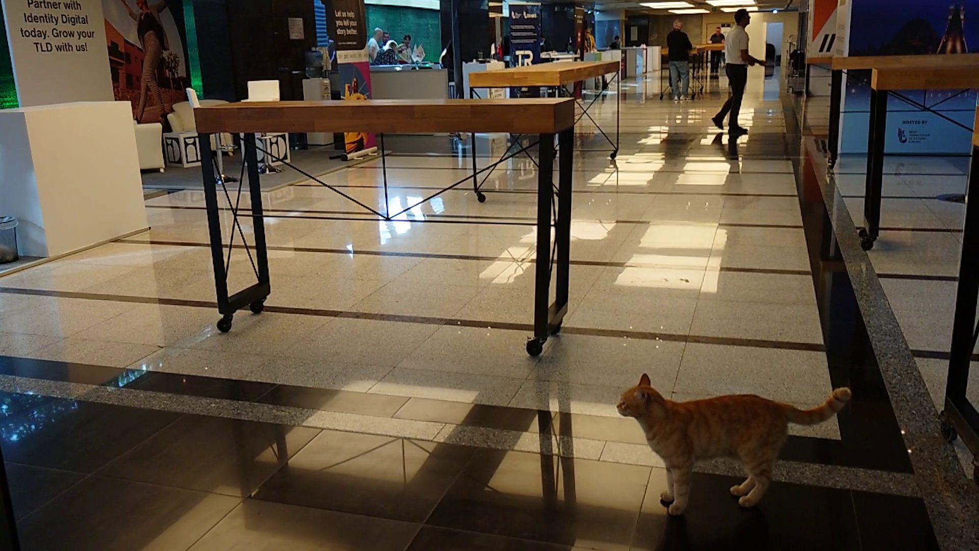 ICANN81イスタンブールの会場ICC（イスタンブールコングレスセンター）内の地下2階に侵入する茶トラ猫 - 中澤祐樹ブログ